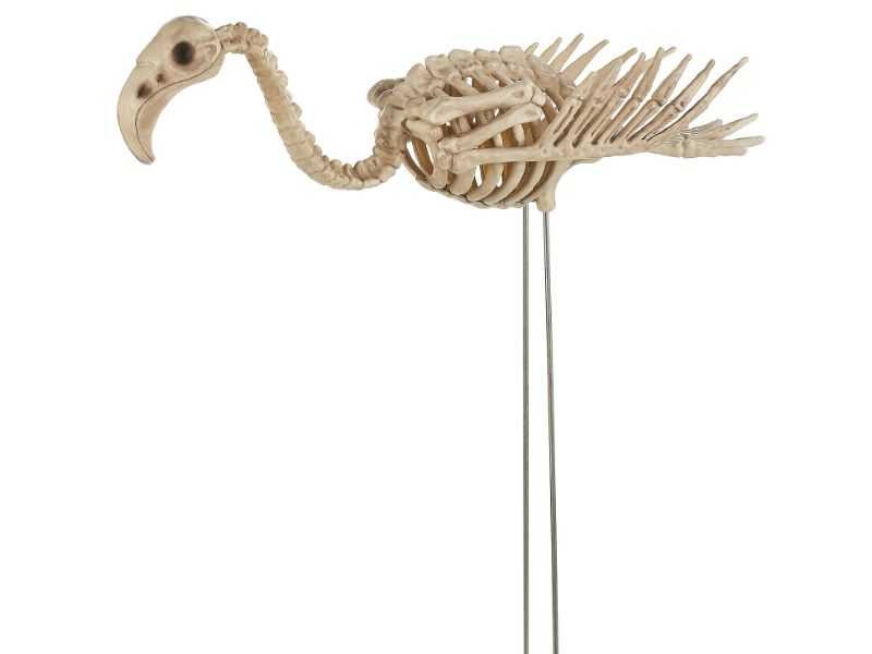 Flamingo Skeleton: Discover the Fascinating Flamingo Anatomy