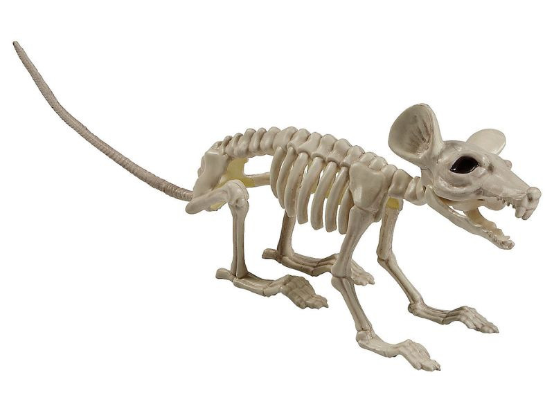 Large Plastic Rat Skeleton Prop - Realistic Halloween Decor