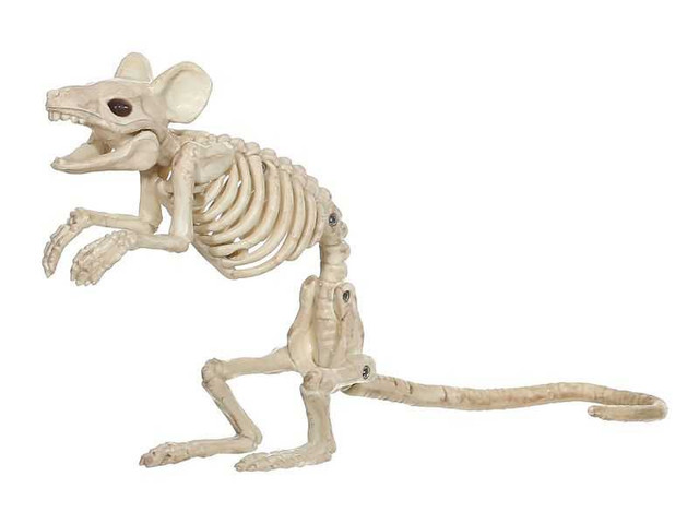 Standing Mouse Skeleton Prop | BUY Realistic Skeleton Props