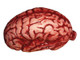 Gruesome Brain Body Part Prop - Perfect Halloween Haunt!
