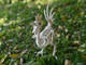 Skeleton Rooster Halloween Decoration - Bone Prop
