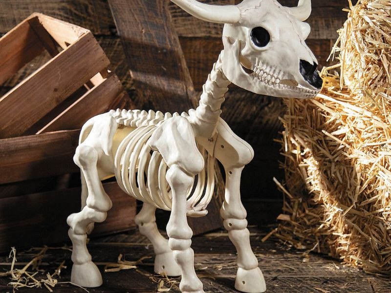 Steer Skeleton - Cow Halloween Prop for Haunted Displays