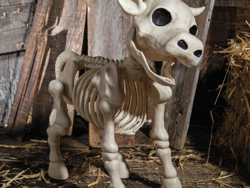 Cow Skeleton – 23 In Halloween Standing Prop