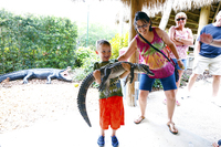 Everglades Tours – Essential Facts About the Everglades Alligator Farm ...