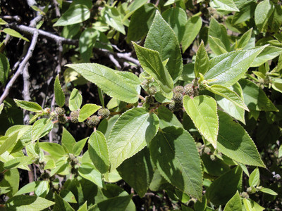 Mamaki Tea, a natural healthy tea, native to Hawaii