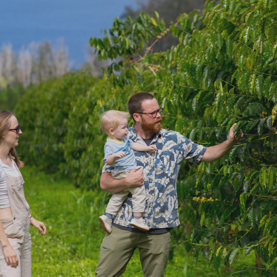 Hala Tree Coffee - 100% Kona Coffee and Coffee Farm Tours