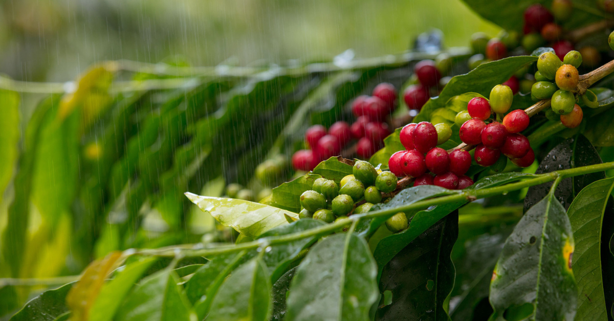 What Makes Kona Coffee so Special - HalaTree