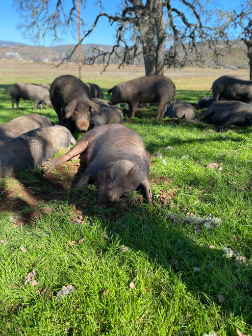 Iberico Pork Fat - SFRAW