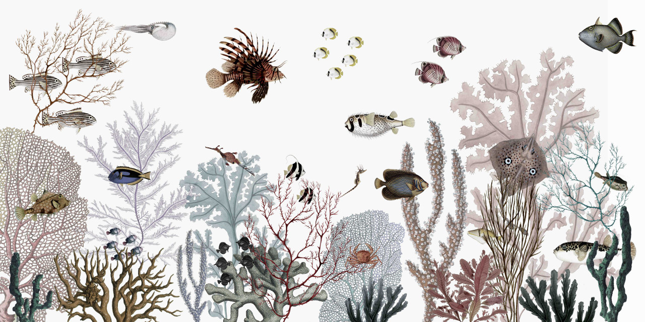 Multicolour White Coral Reef Coastal Fish Wallpaper Mural | Made in ...
