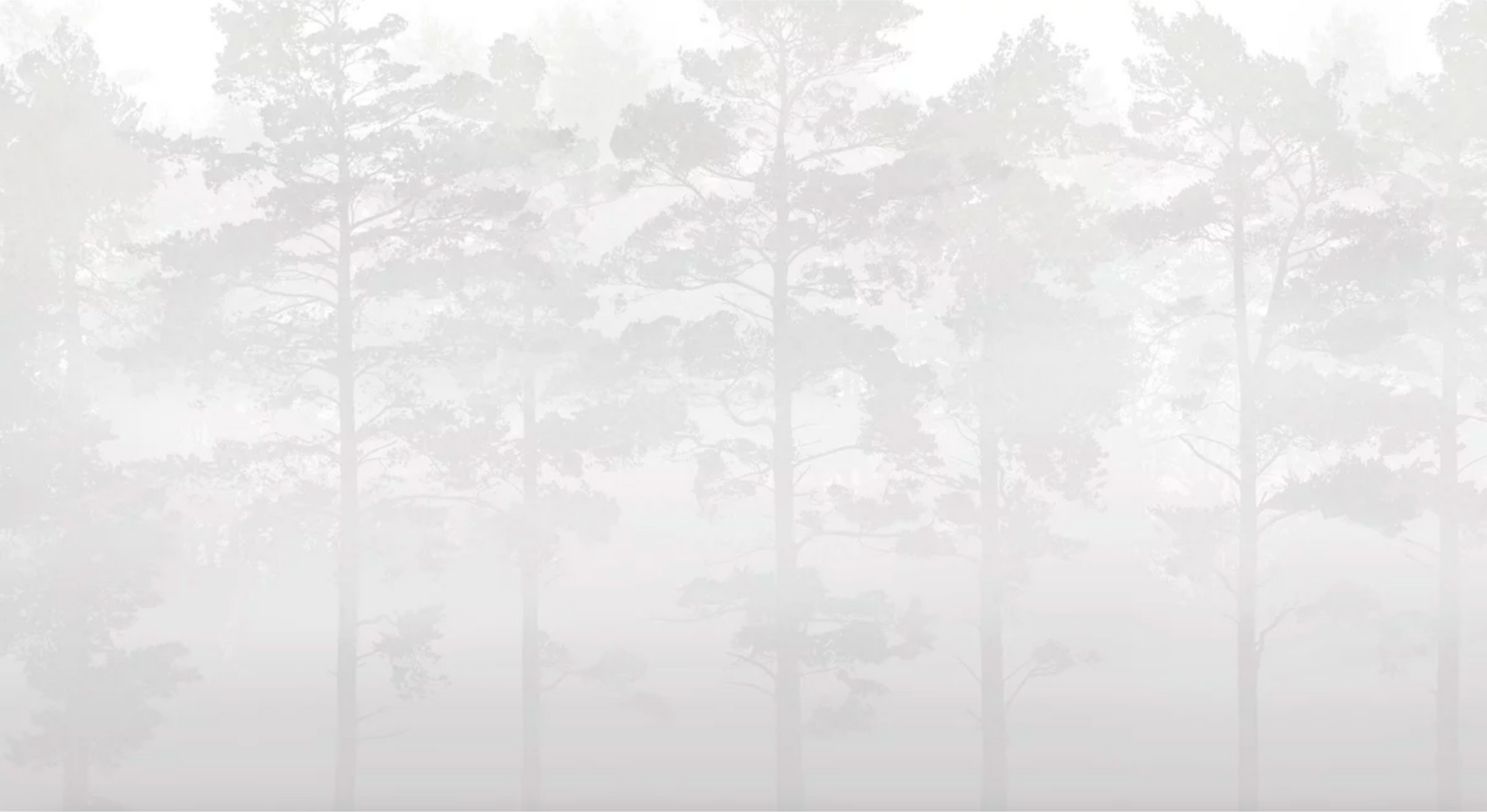 Misty Pine Forest Trees Grey Wallpaper Mural