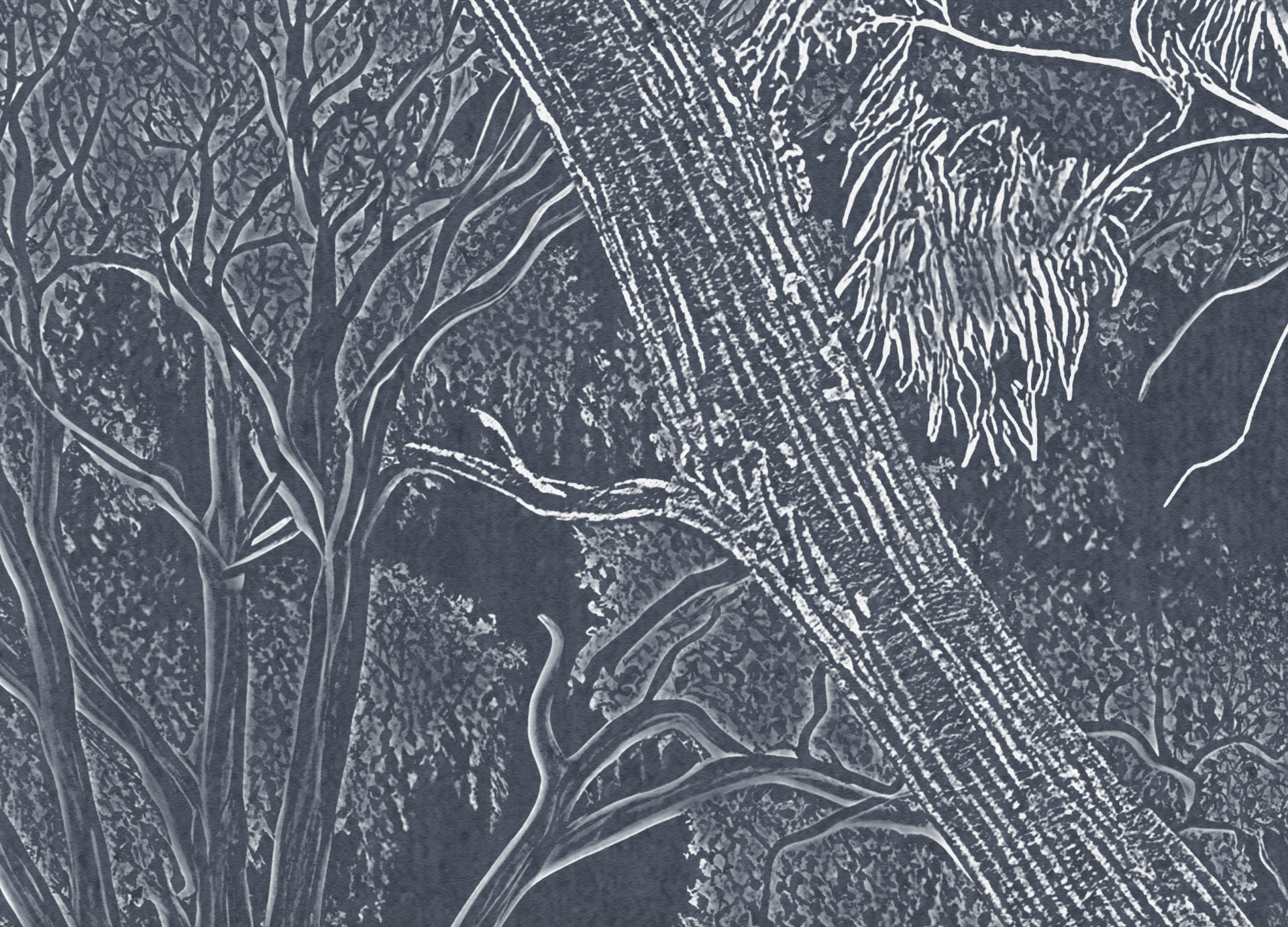 Navy Blue Australian Bush Eucalyptus & Acacia Trees Wallpaper Mural