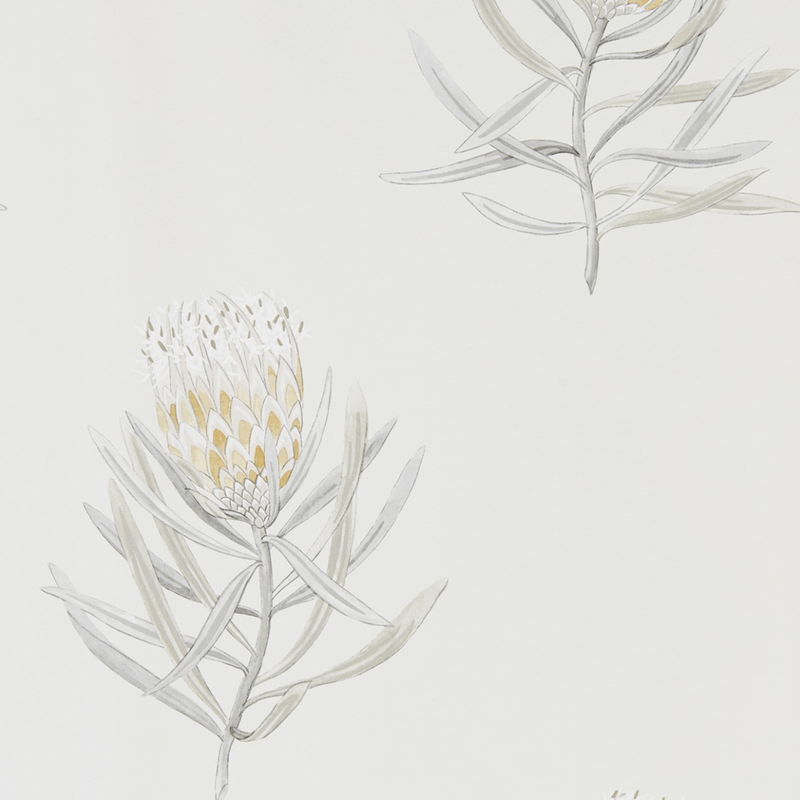 Botanical Australiana Florals Natural Spa Blue Wallpaper | Thibaut Protea