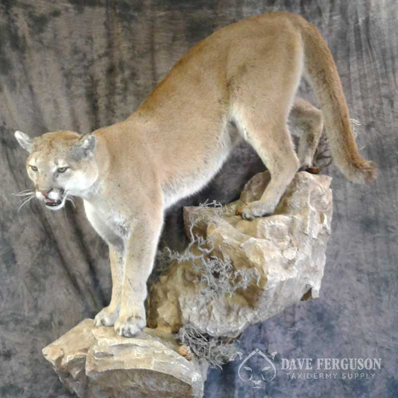 Forms - Predators - Cougar - Ferguson Taxidermy Supply