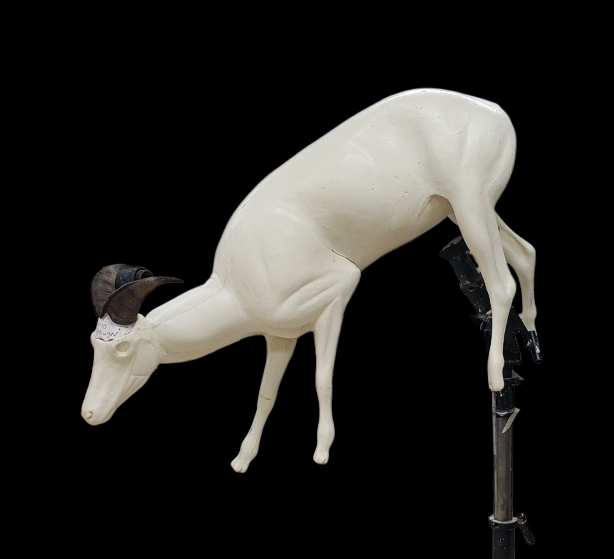 Tahr lifesize downhill