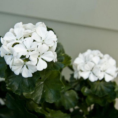 UV Protected Geranium Sets for Standard Window Boxes