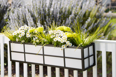 Simple Elegance Window Box Cages - Choose 7 Sizes