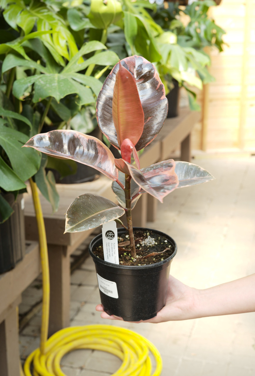 6" Ficus Ruby - Tonkadale