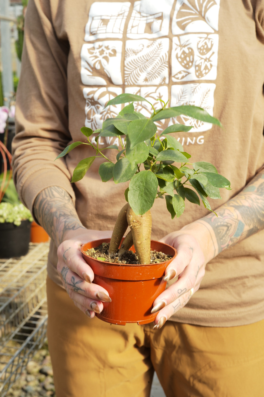 Planta De Ginseng