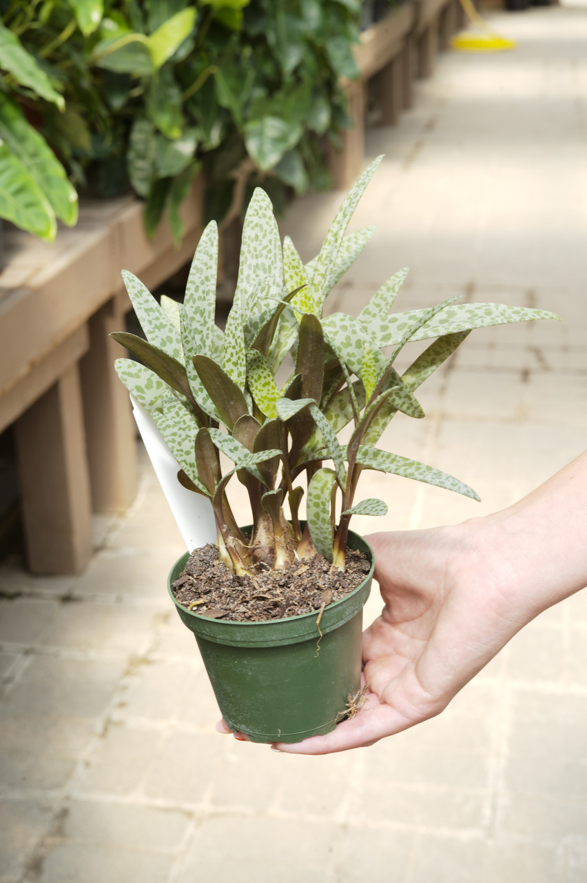 4" Scilla Leopard Lily - Tonkadale