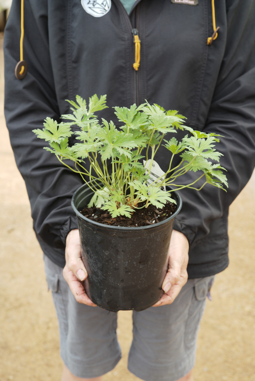 Geranium 'Johnson's Blue' - 1 gal - Tonkadale