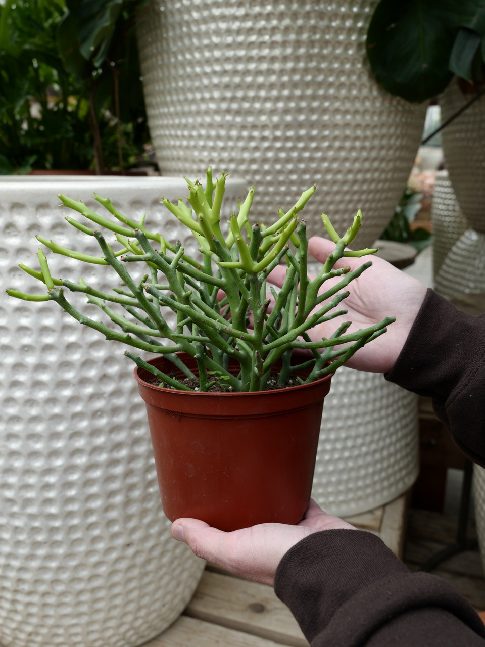 6" Euphorbia Briar Patch - Tonkadale