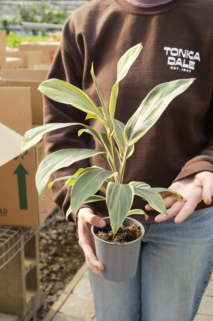 5" Cordyline Chocolate Queen - Tonkadale