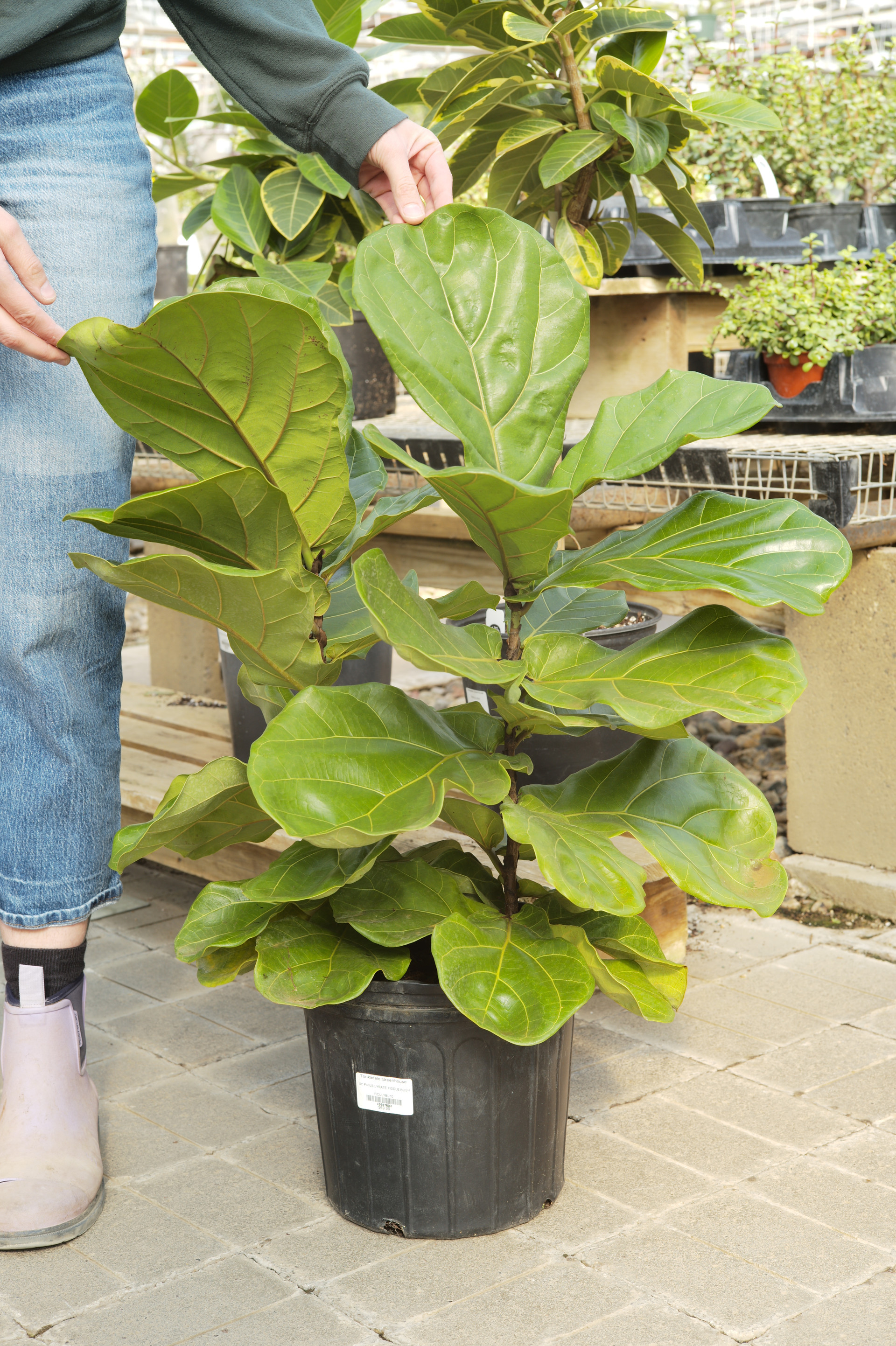 Tonkadale Greenhouse | Minnetonka's favorite family-owned garden center ...