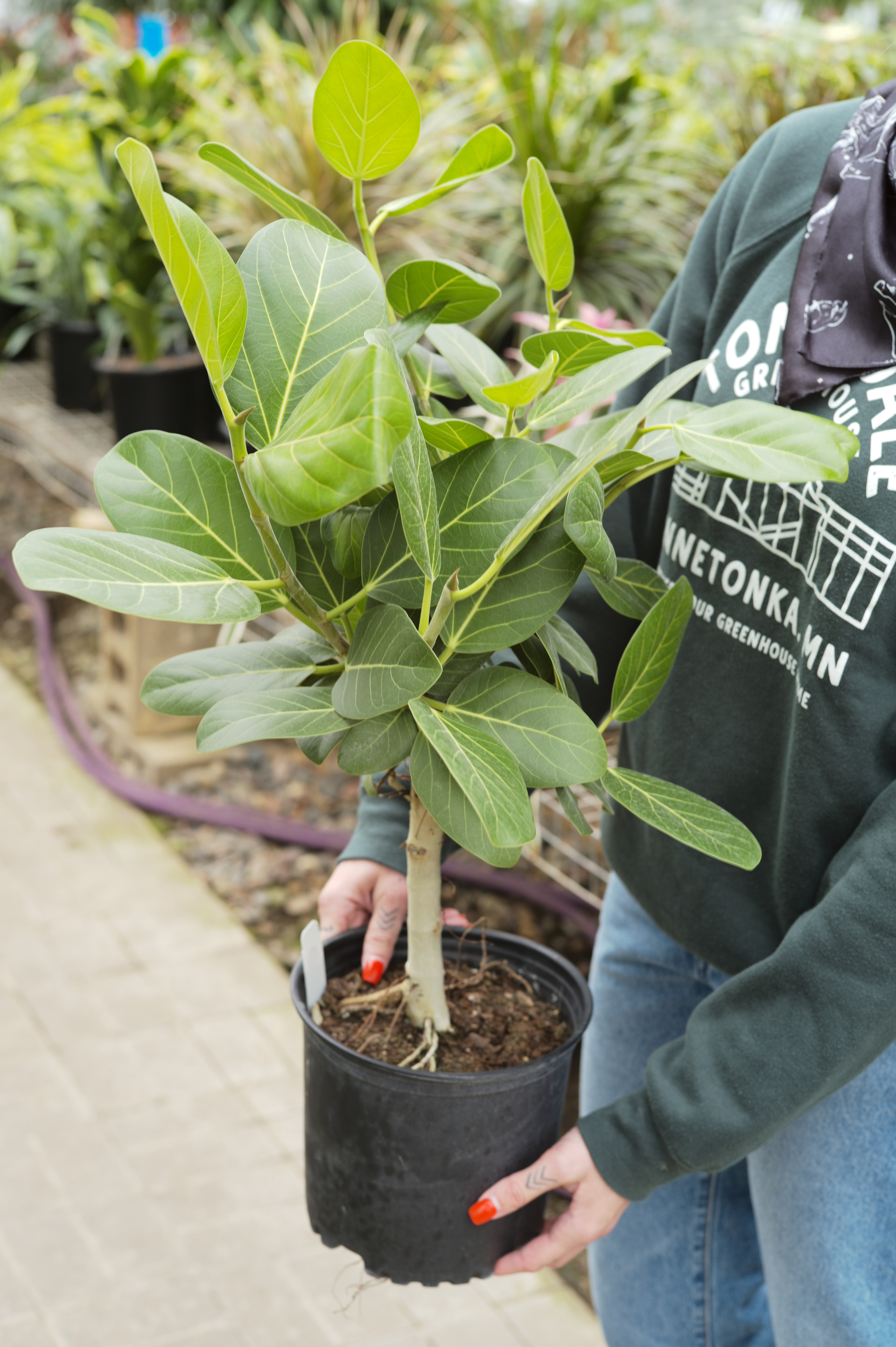 Shop - Indoor Plants - Page 3 - Tonkadale