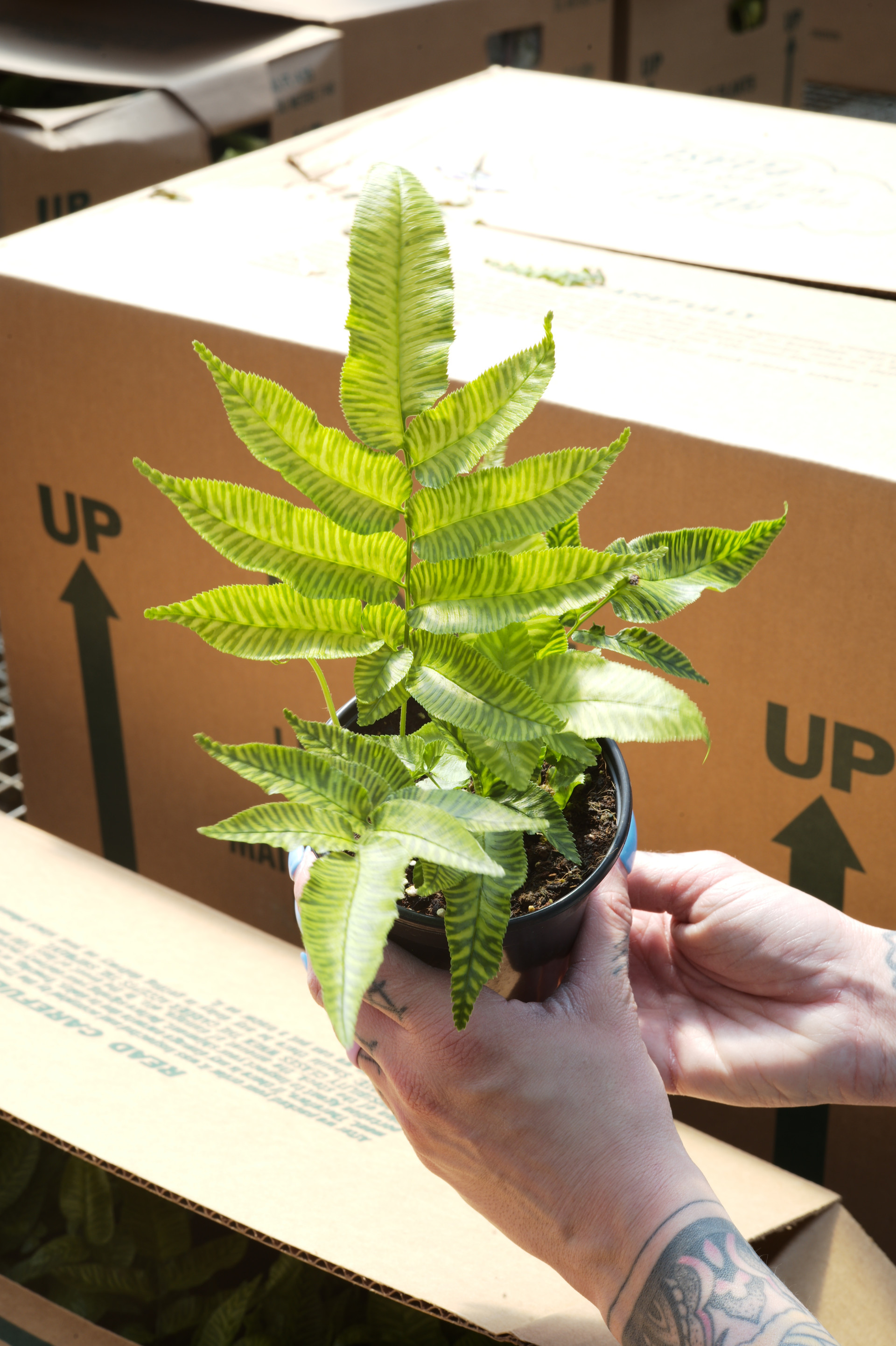 Golden Zebra Fern - Tonkadale