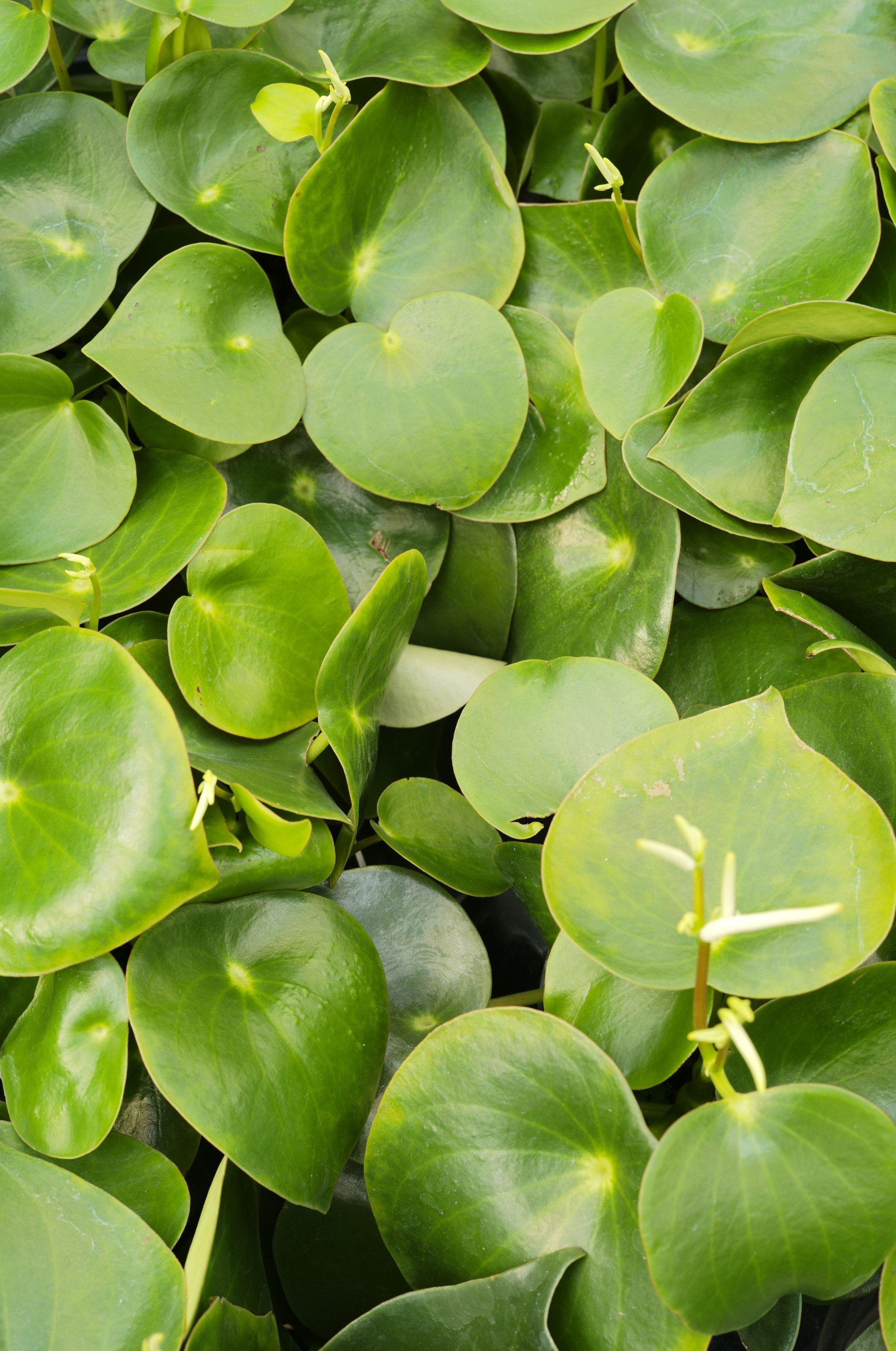 Peperomia Owl Eye - Tonkadale