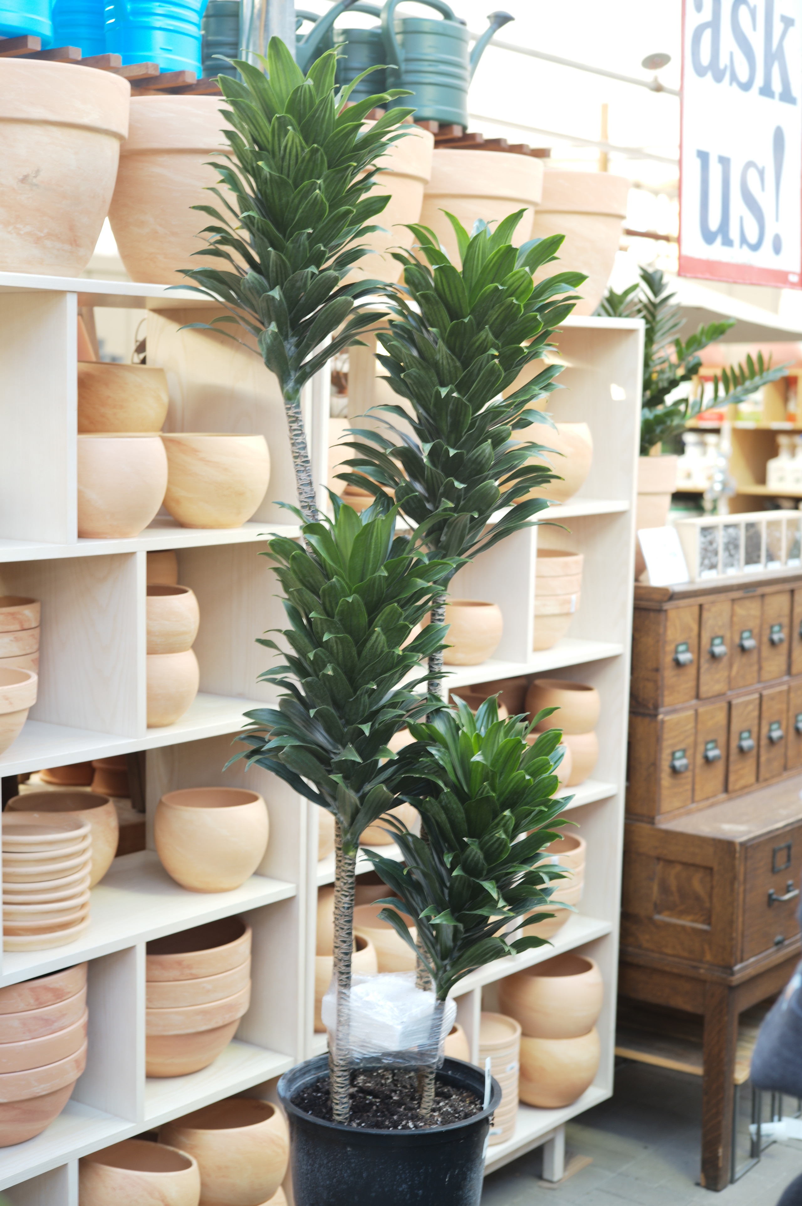 12" Dracaena Janet Craig Compacta - Tonkadale