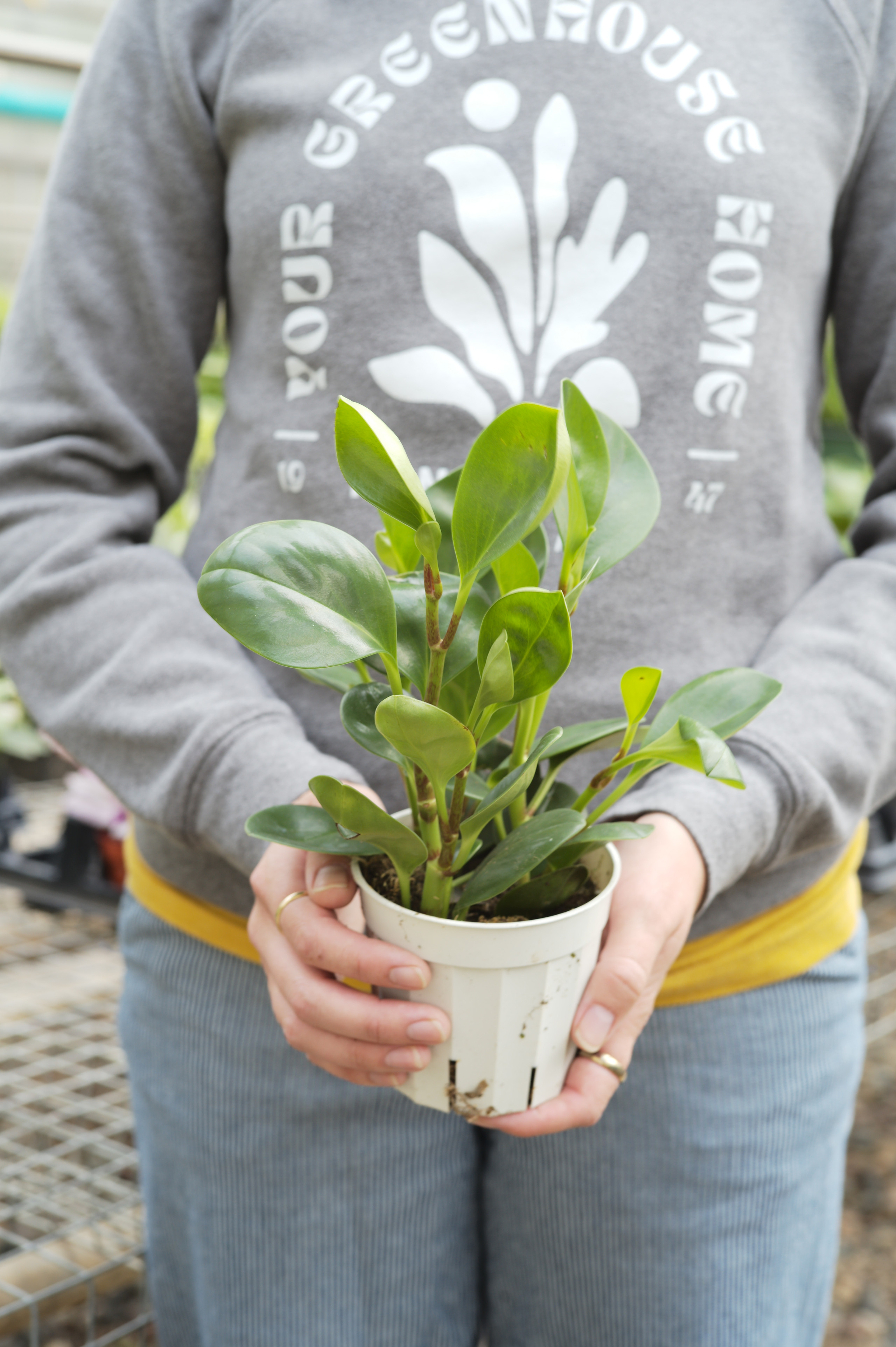 Shop - Indoor Plants - Peperomia - Tonkadale