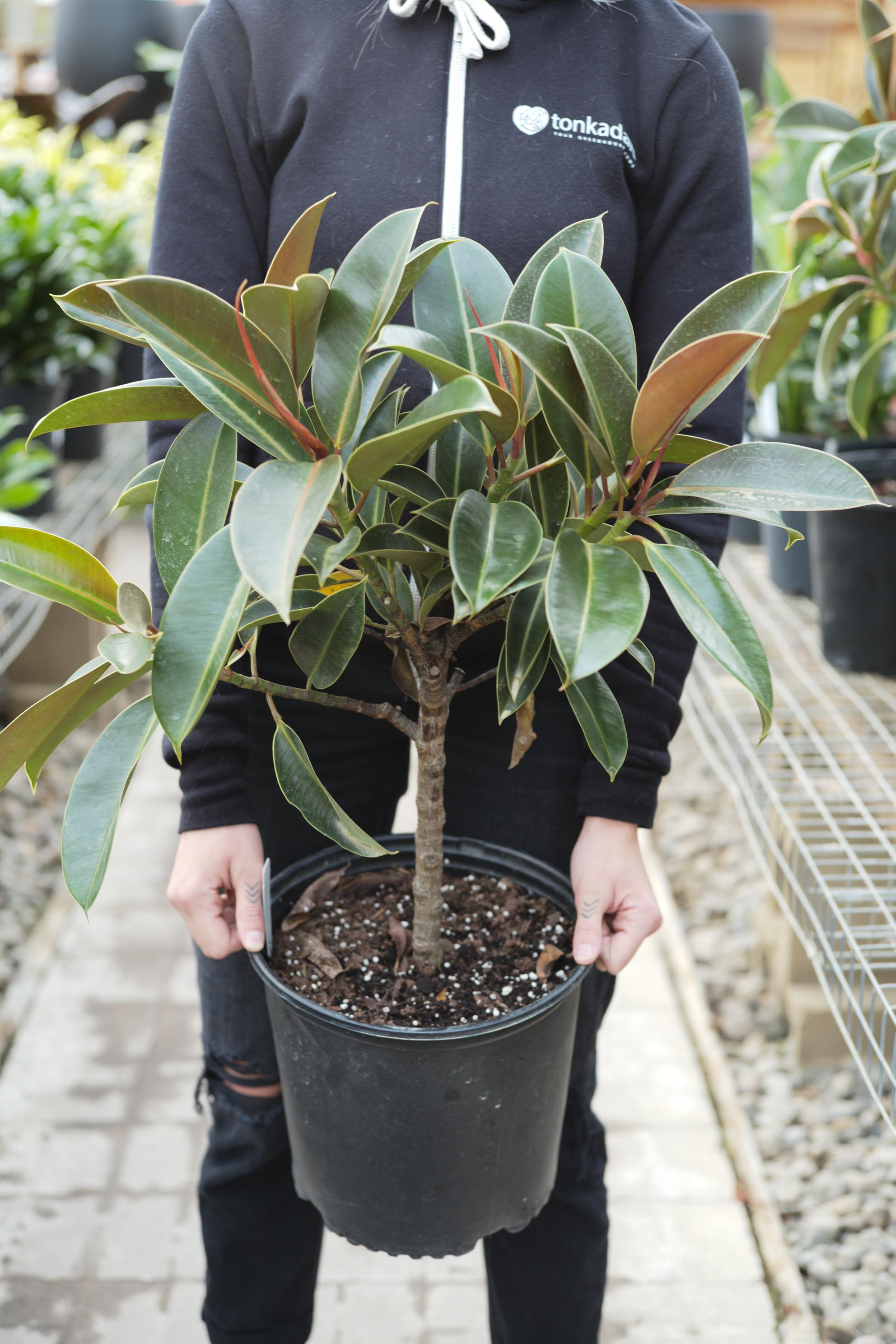 Shop - Indoor Plants - Ficus - Page 1 - Tonkadale