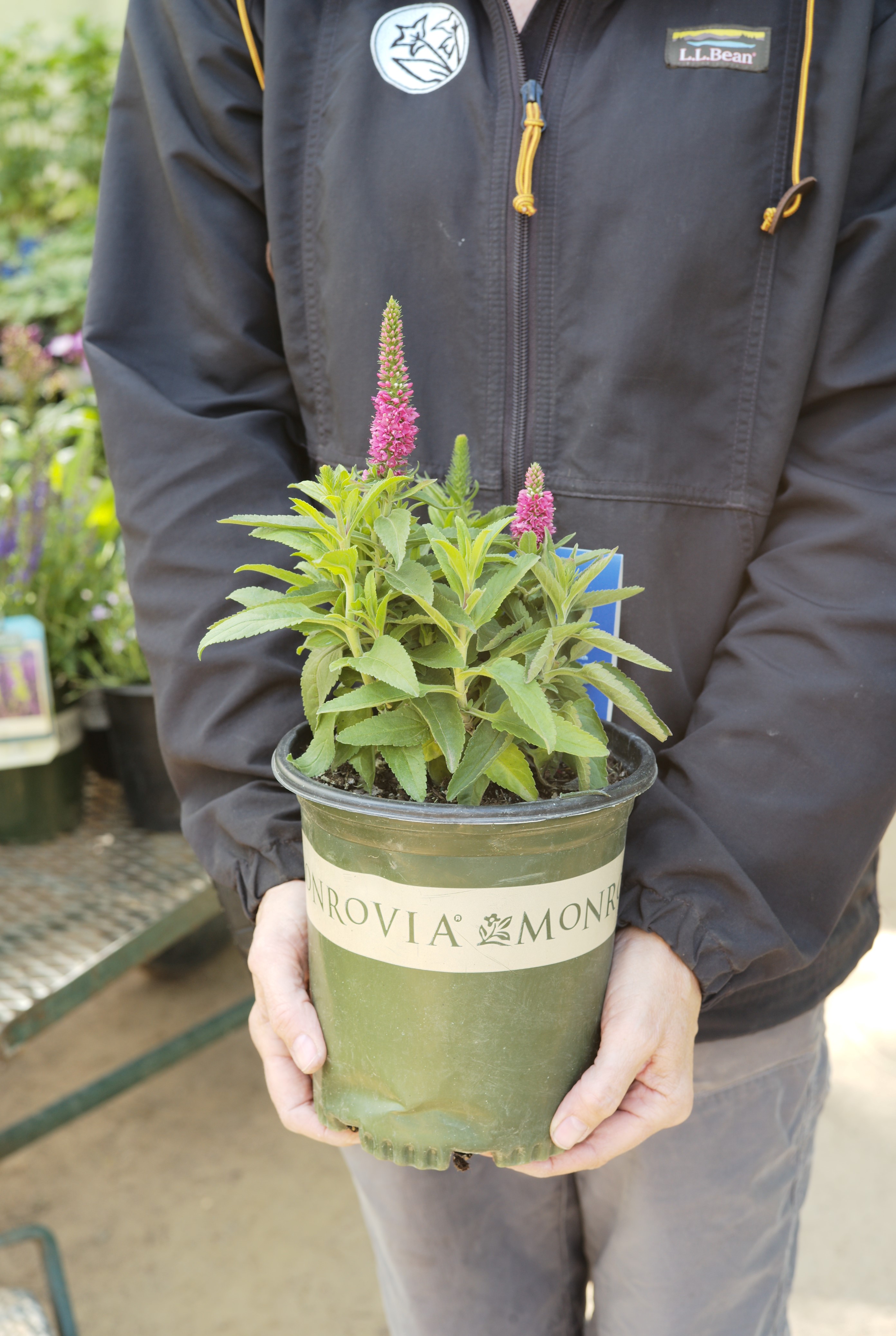 Veronica - Tonkadale