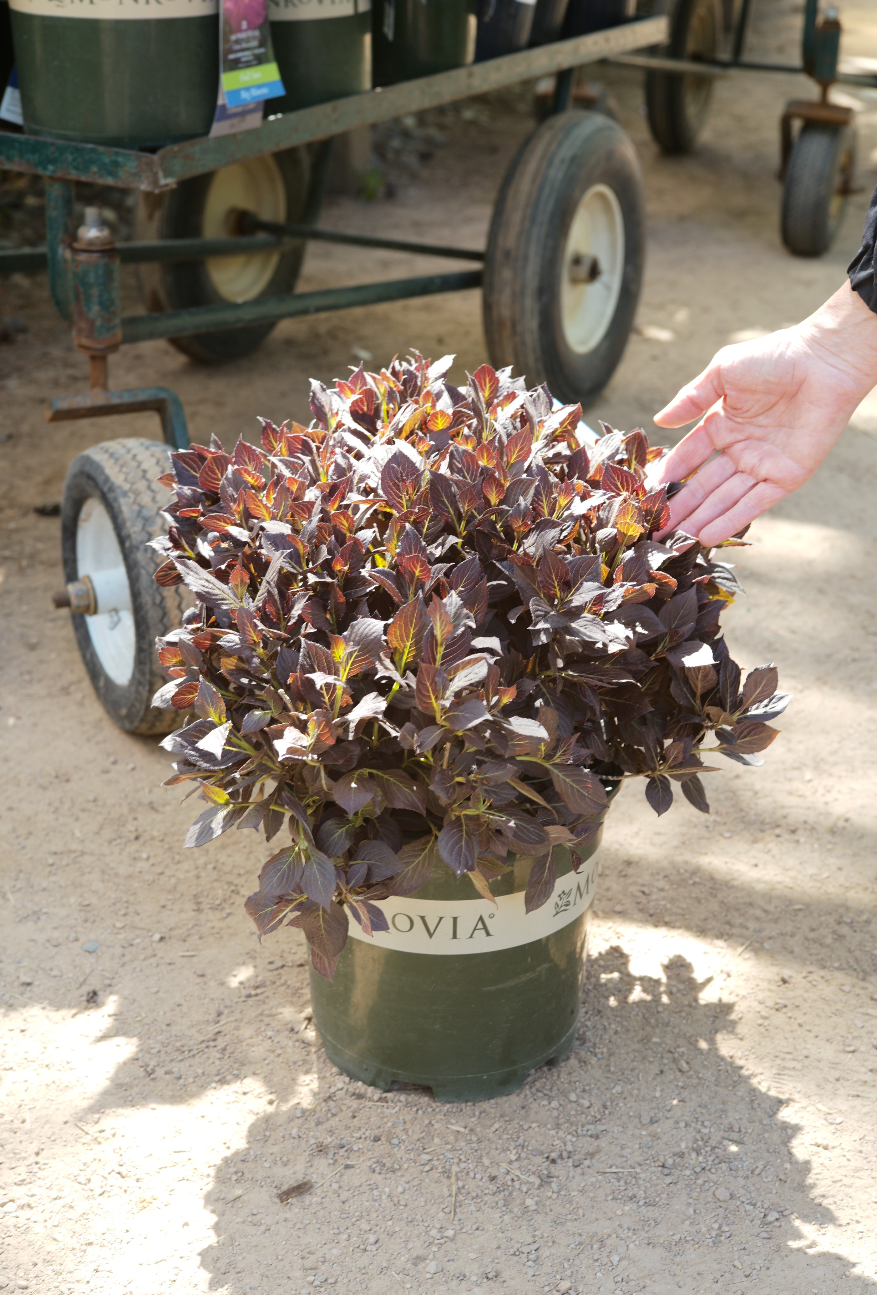 Weigela - Tonkadale