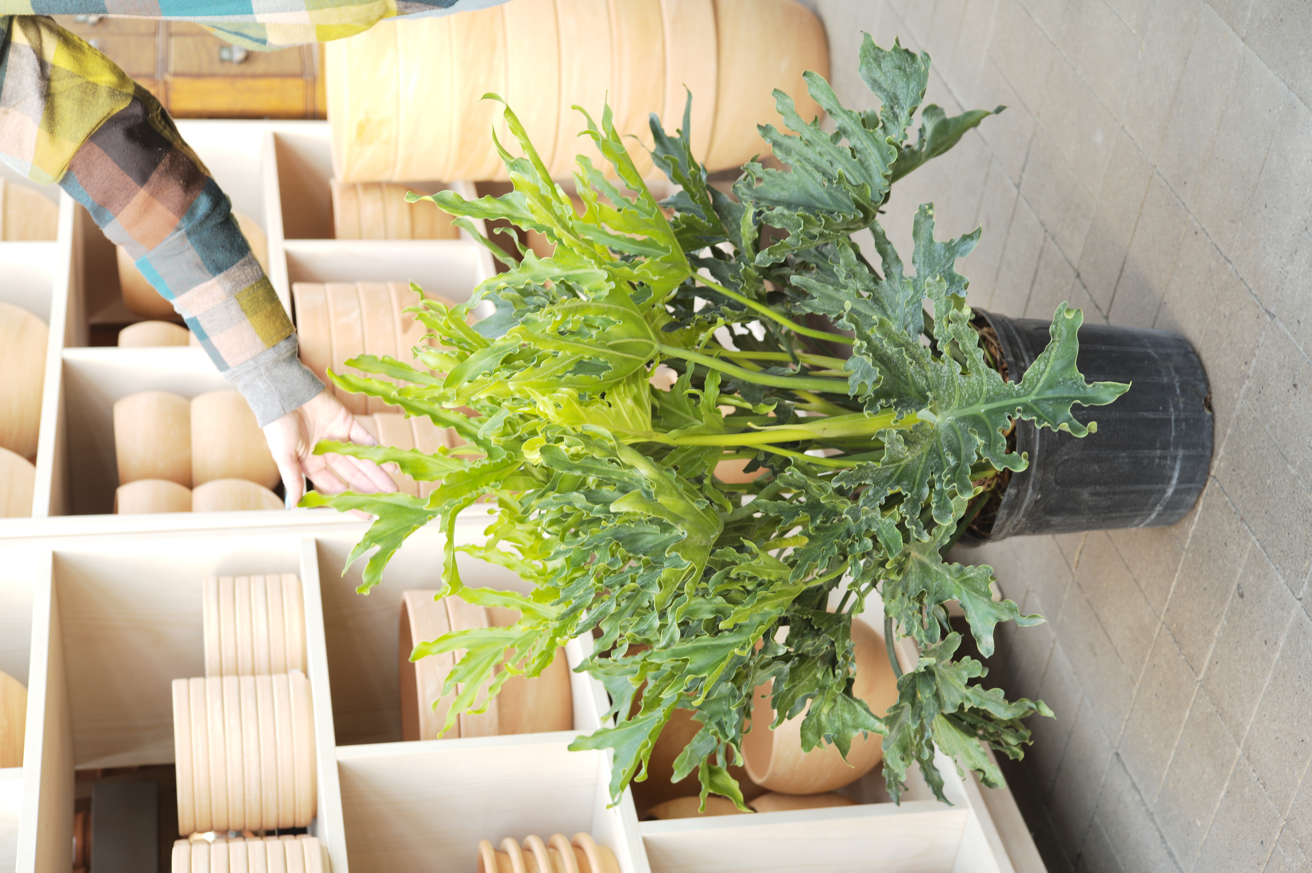 Philodendron Lickety Split - Tonkadale