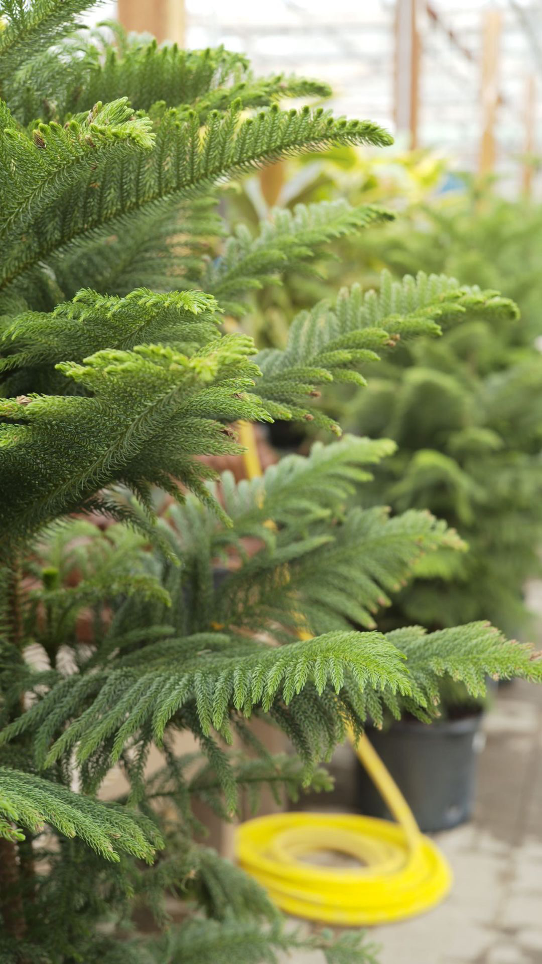 Norfolk Island Pine - Tonkadale Norfolk Island Pine - Tonkadale