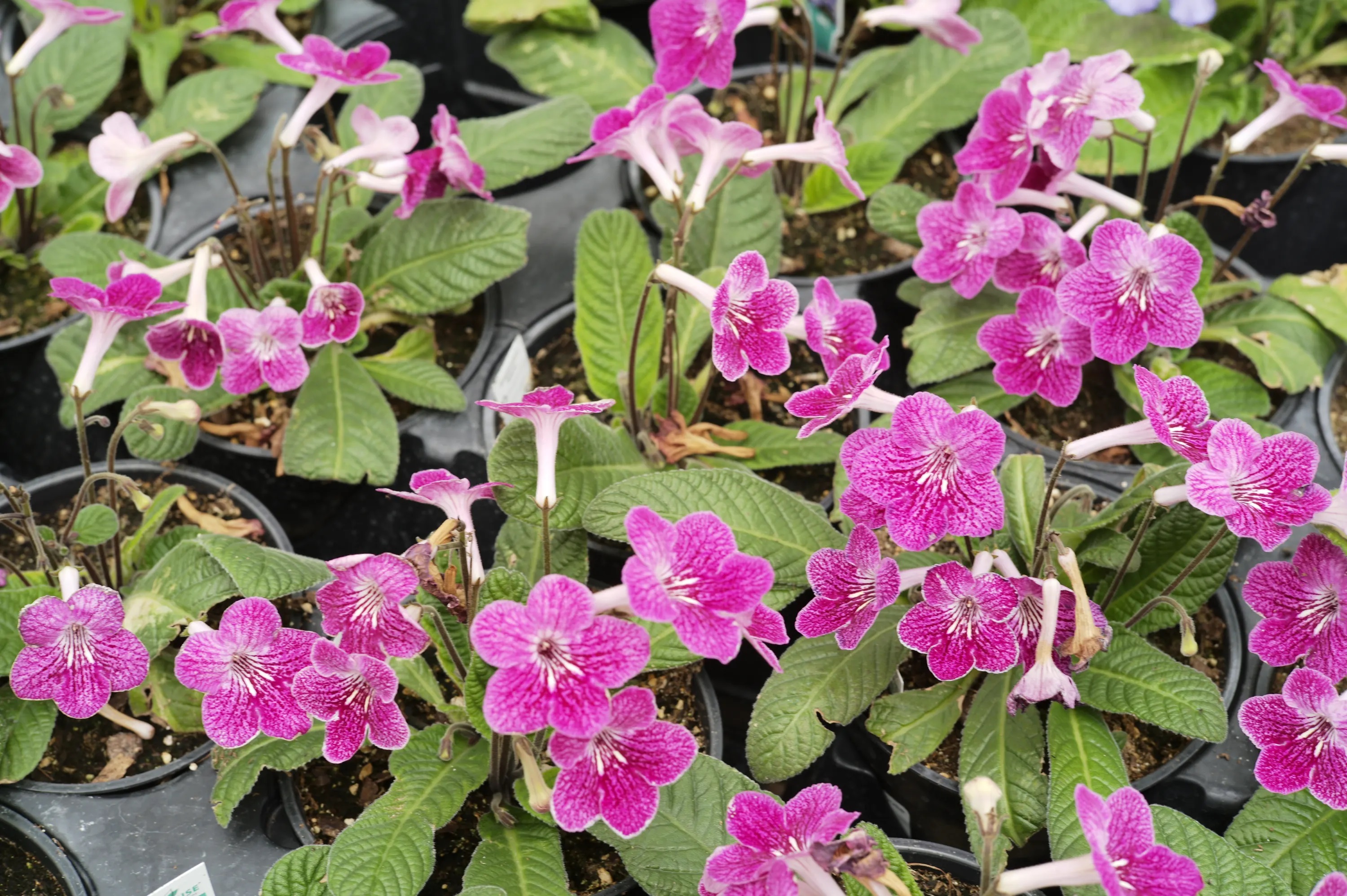 Streptocarpus Flower - Tonkadale