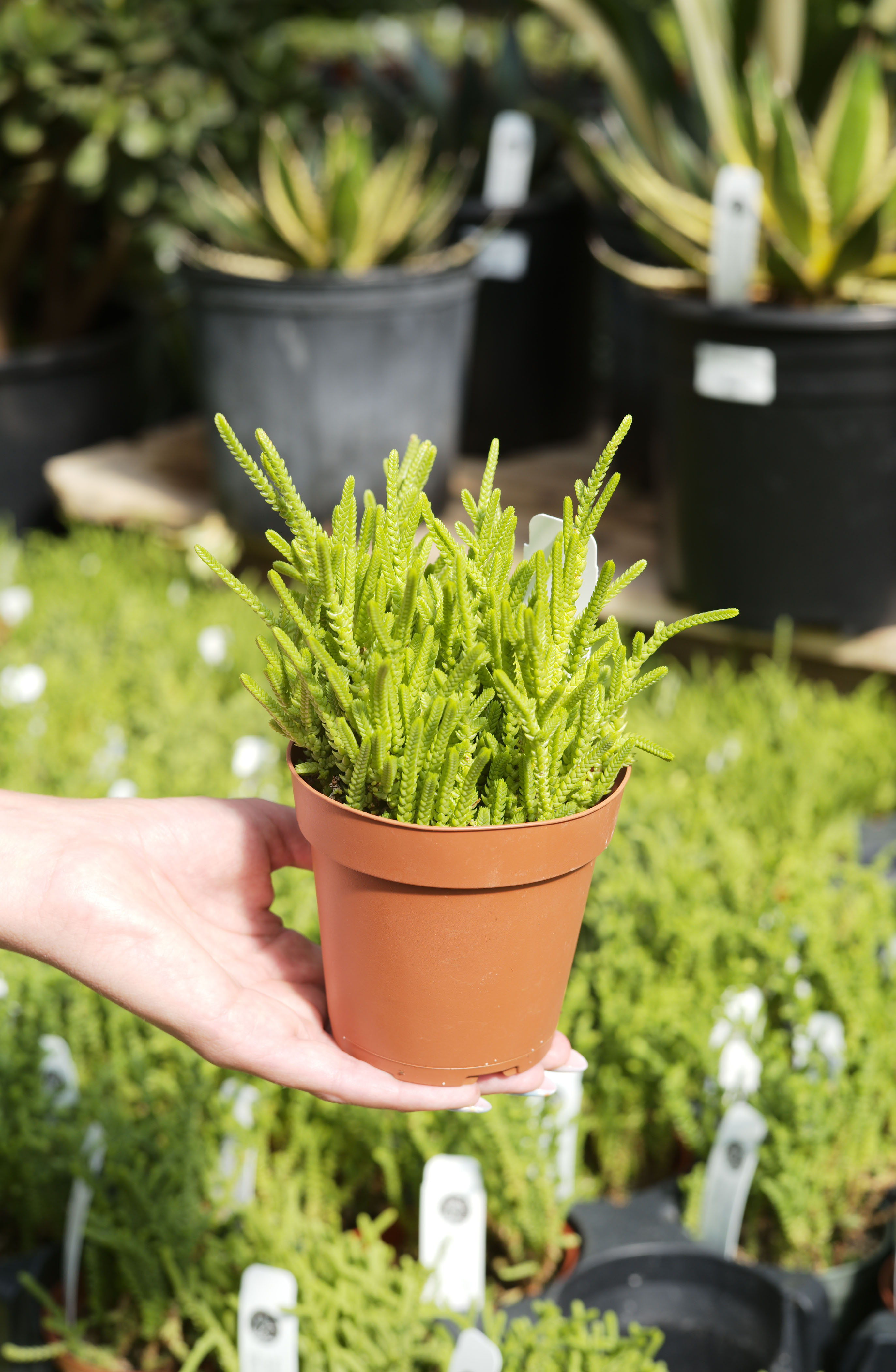 Crassula muscosa - Tonkadale