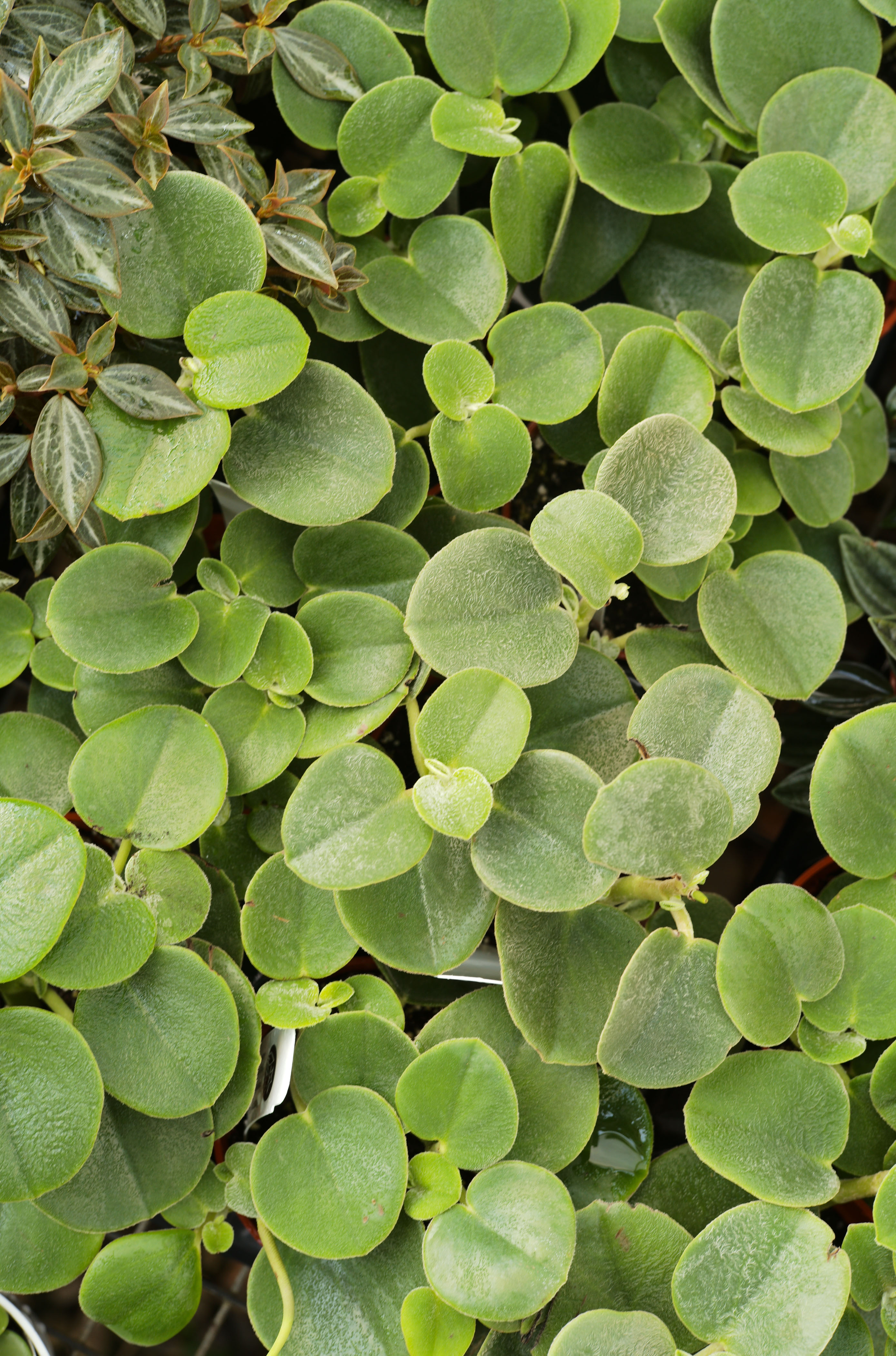 Felted Peperomia - Tonkadale