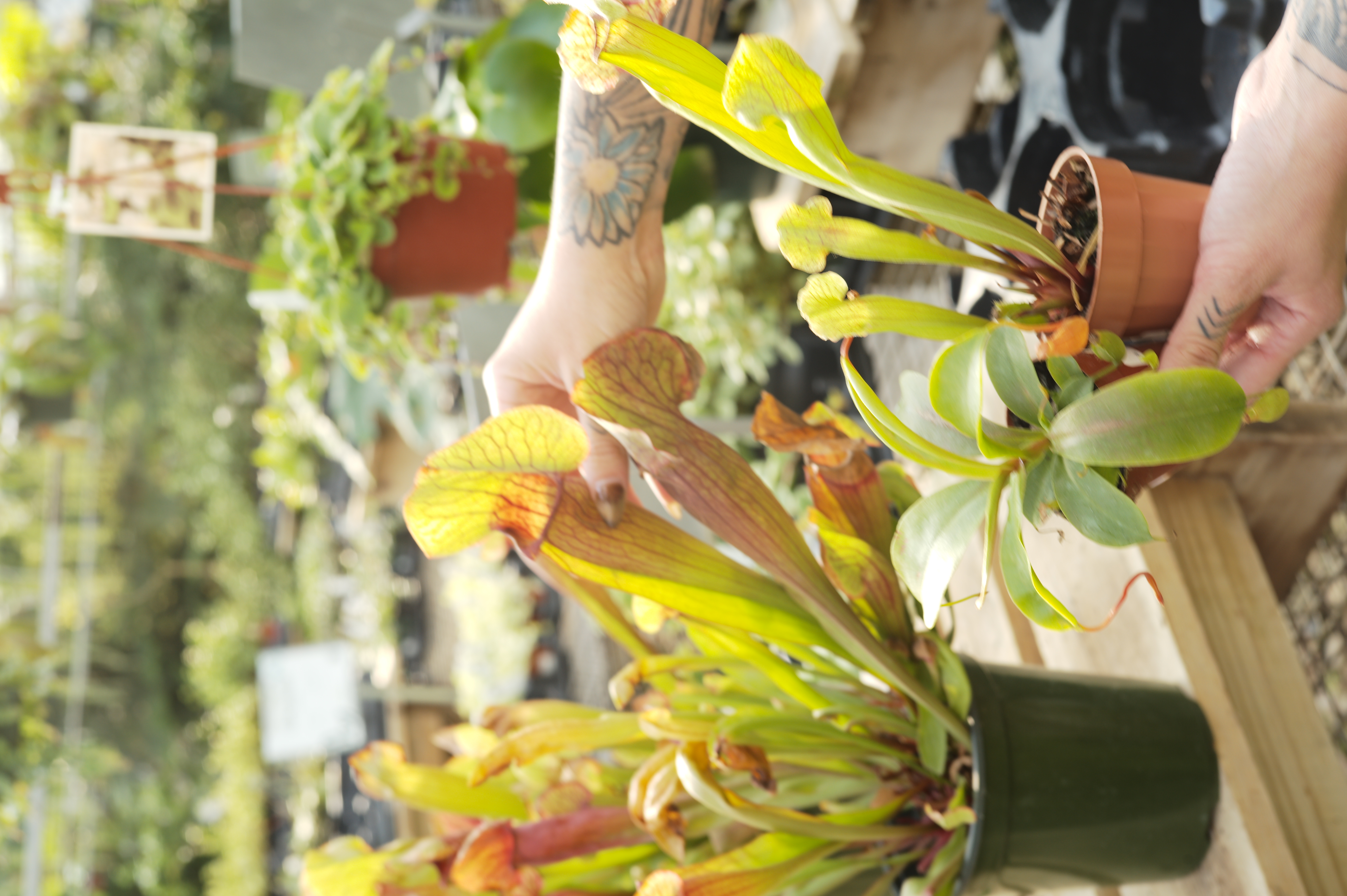 Carnivorous Plant Collection