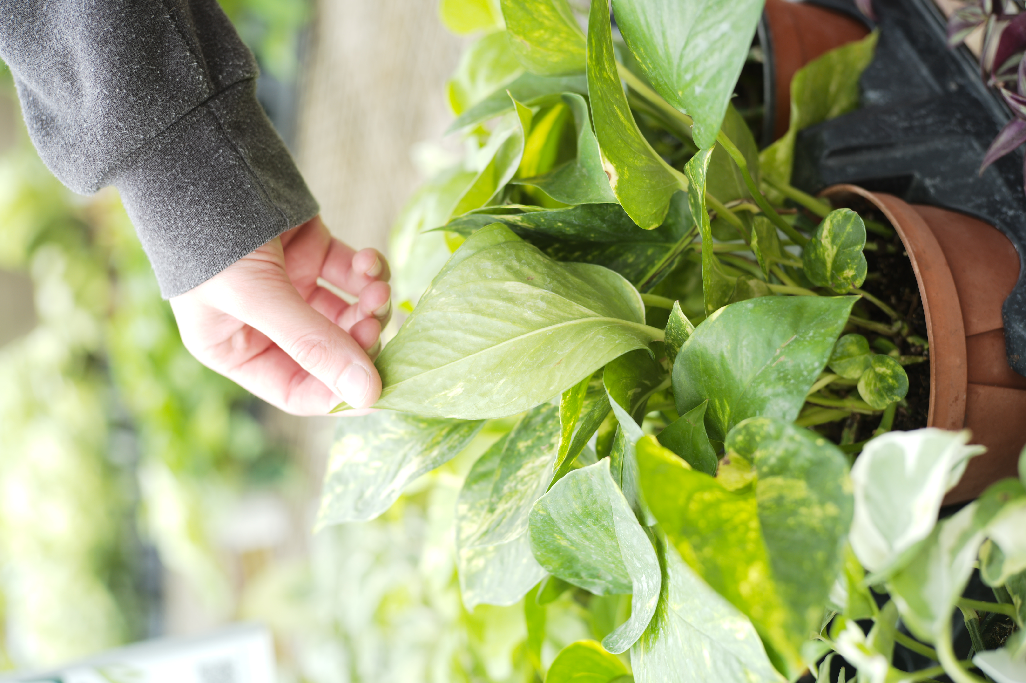 How to Pick the Perfect Plant - Tonkadale