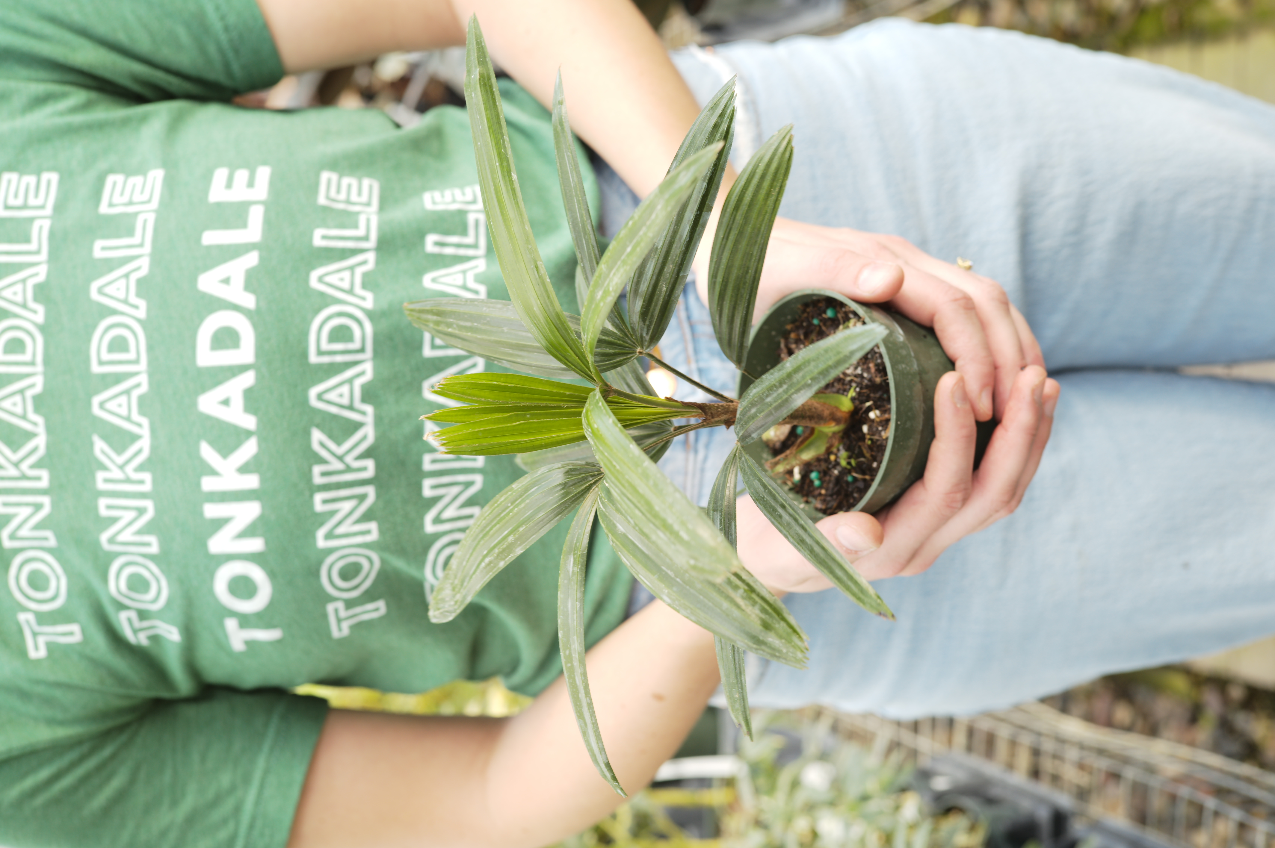 Rhapis excelsa - Tonkadale