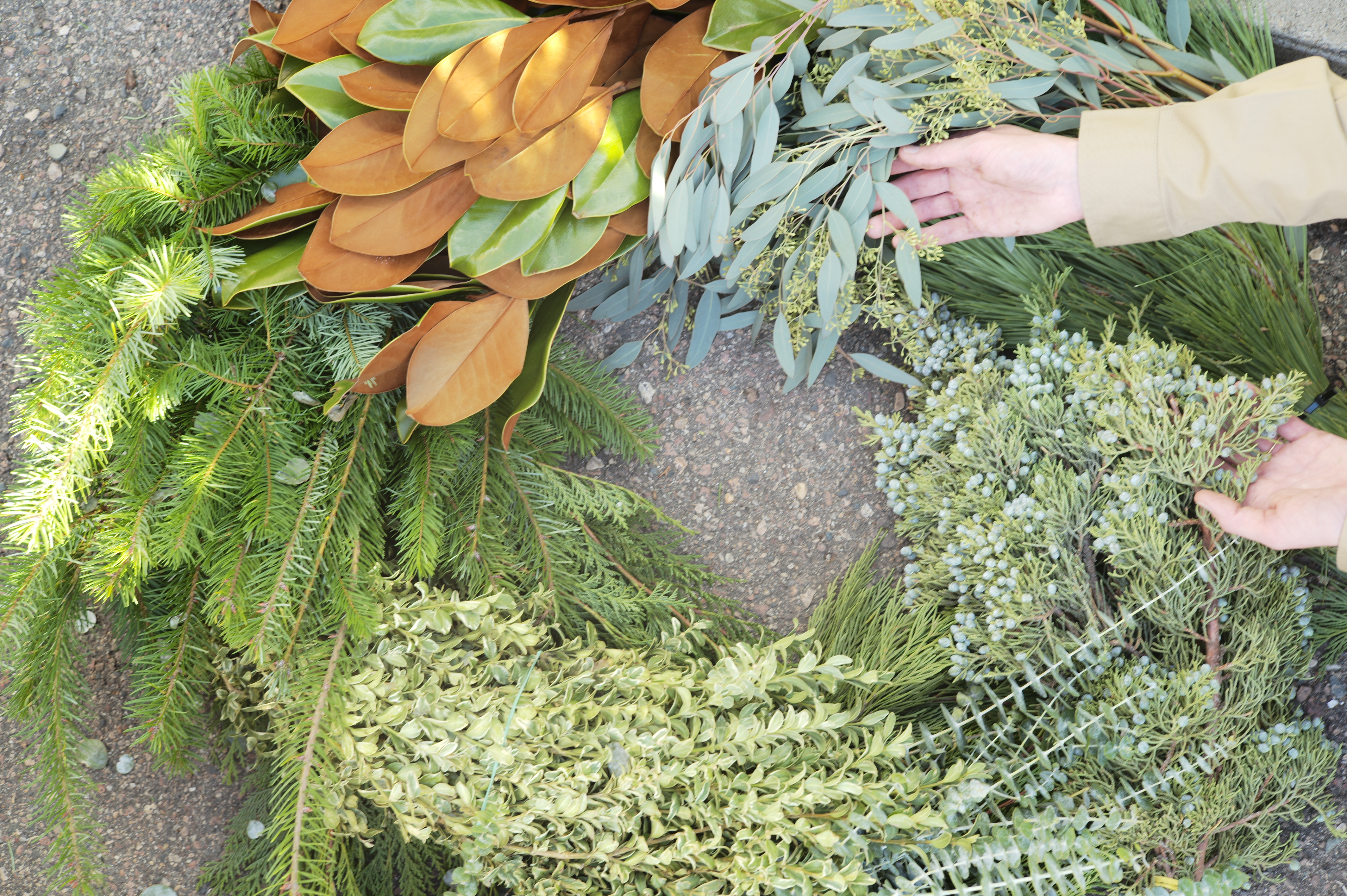 Spruce Tops & Winter Greens Care - Tonkadale