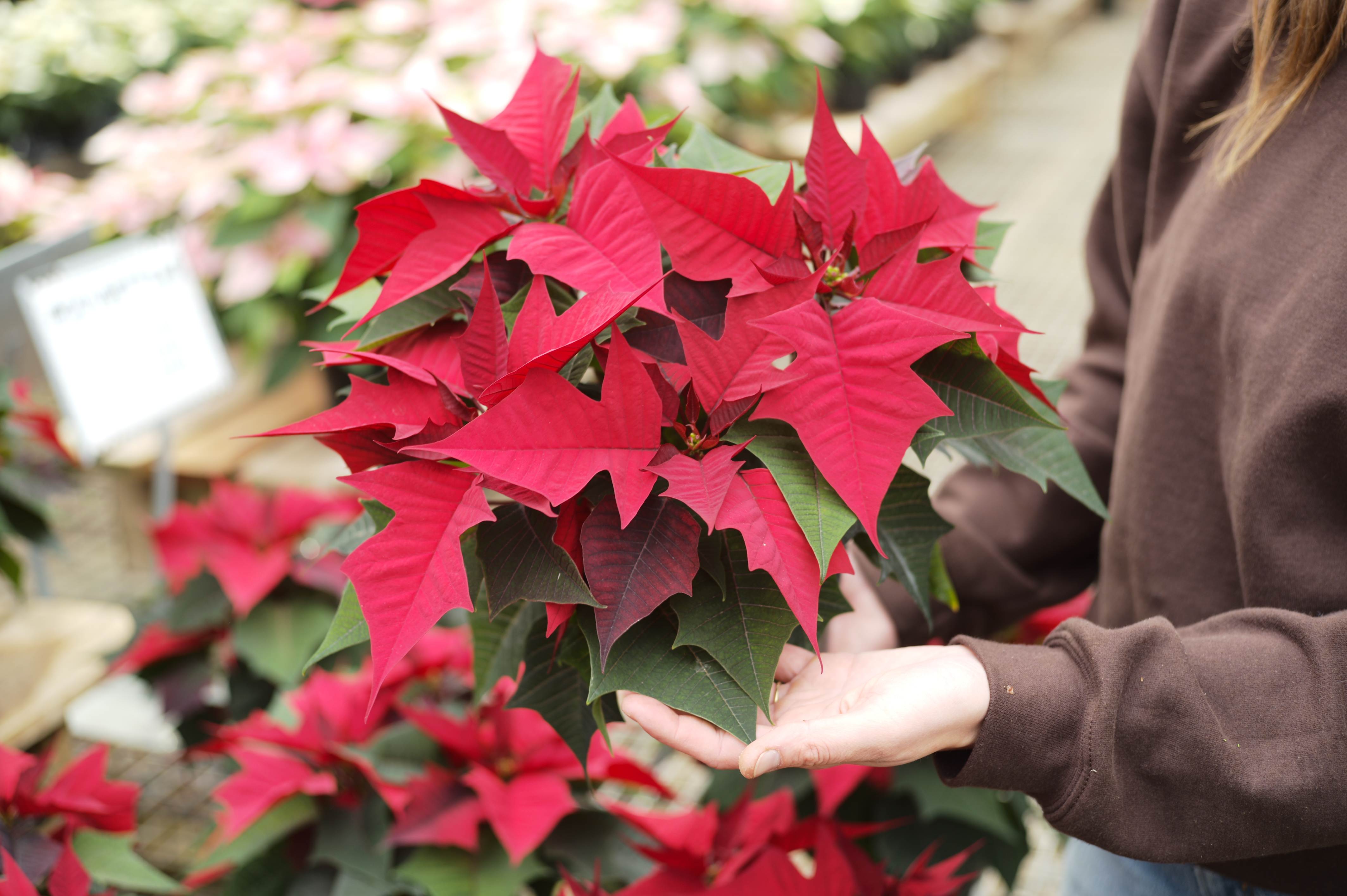 Pointers for Poinsettias - Tonkadale