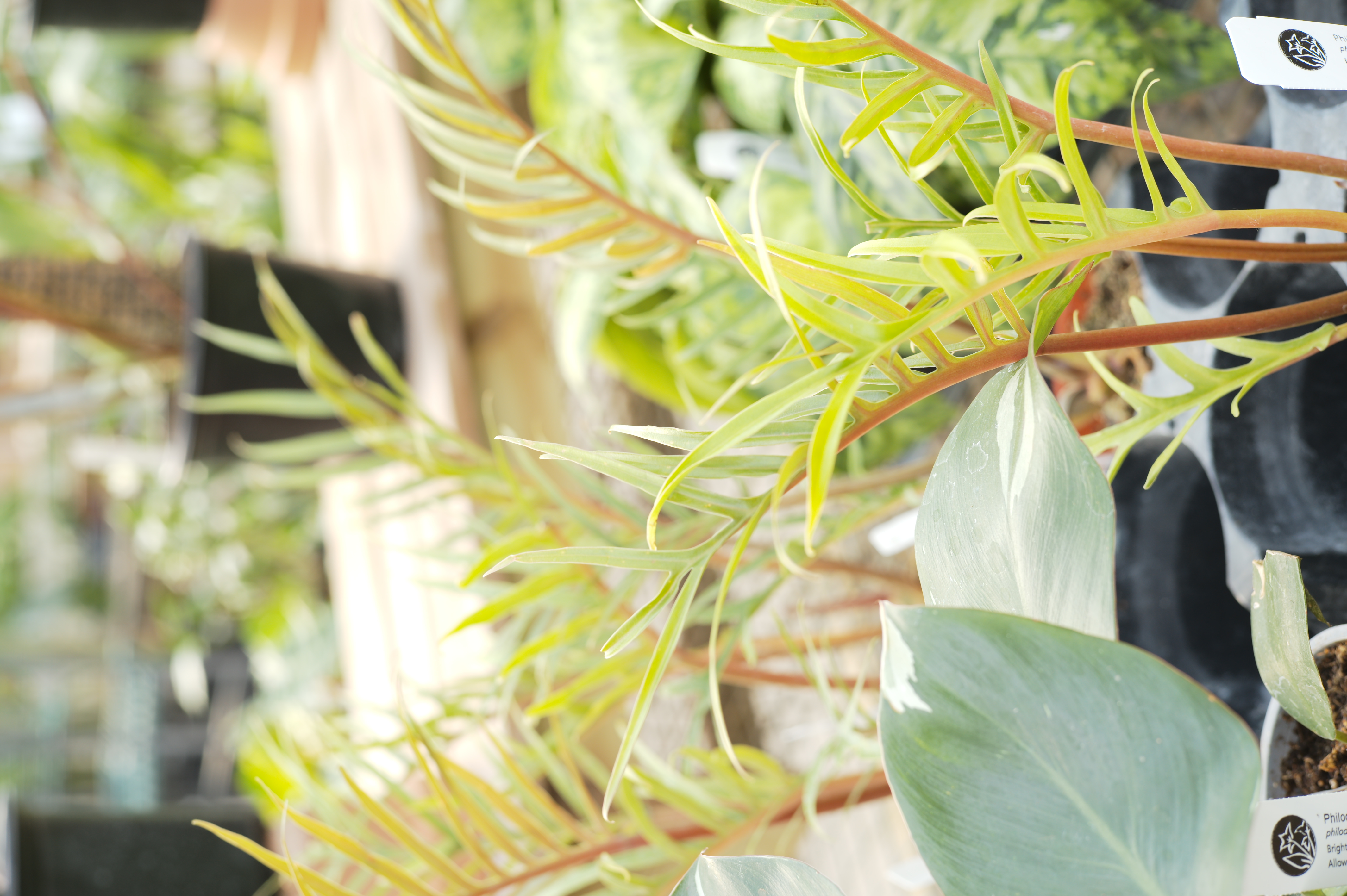 Funky Weirdo Plant Picks - Tonkadale