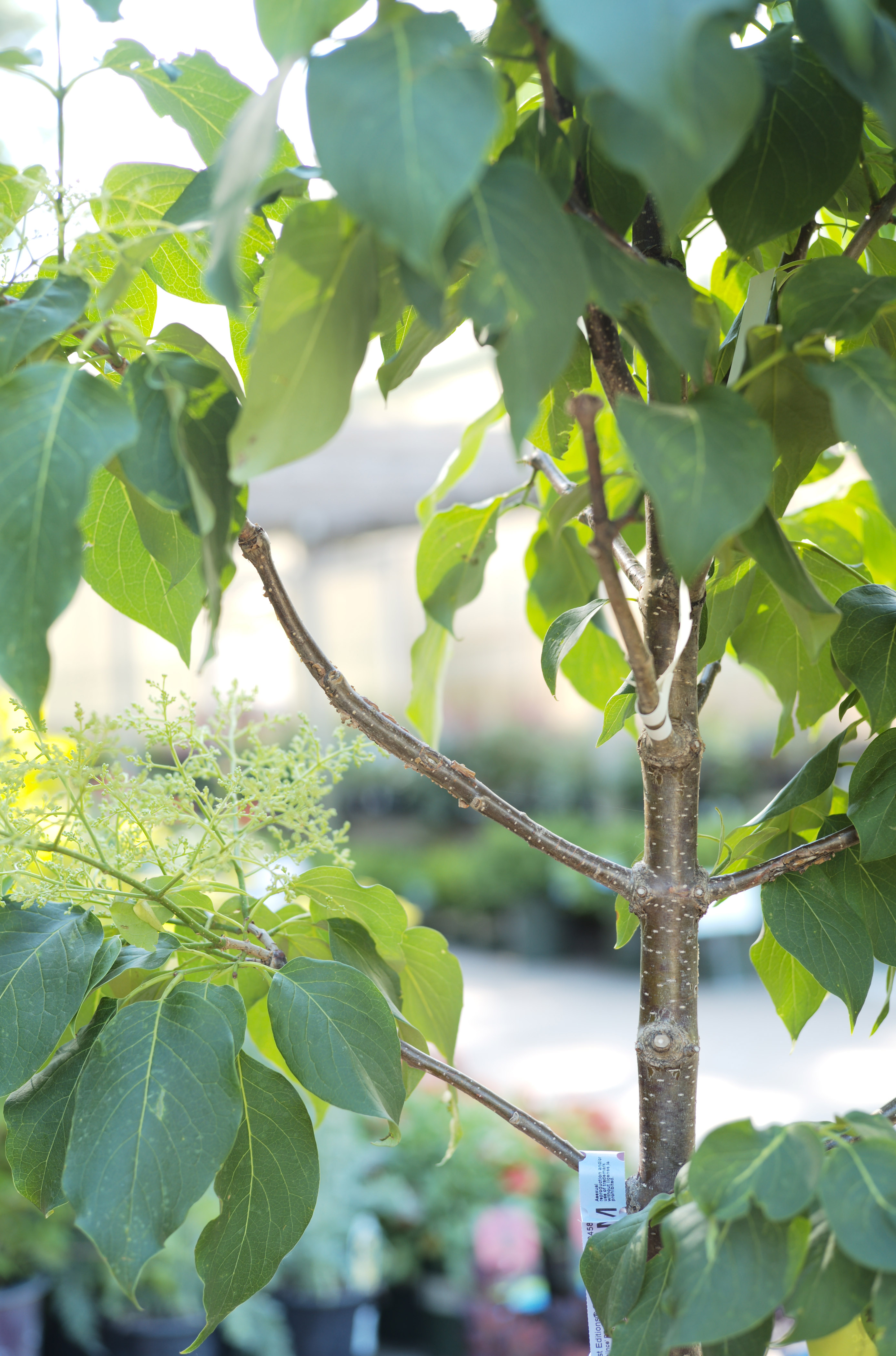 Tree Selection - Tonkadale