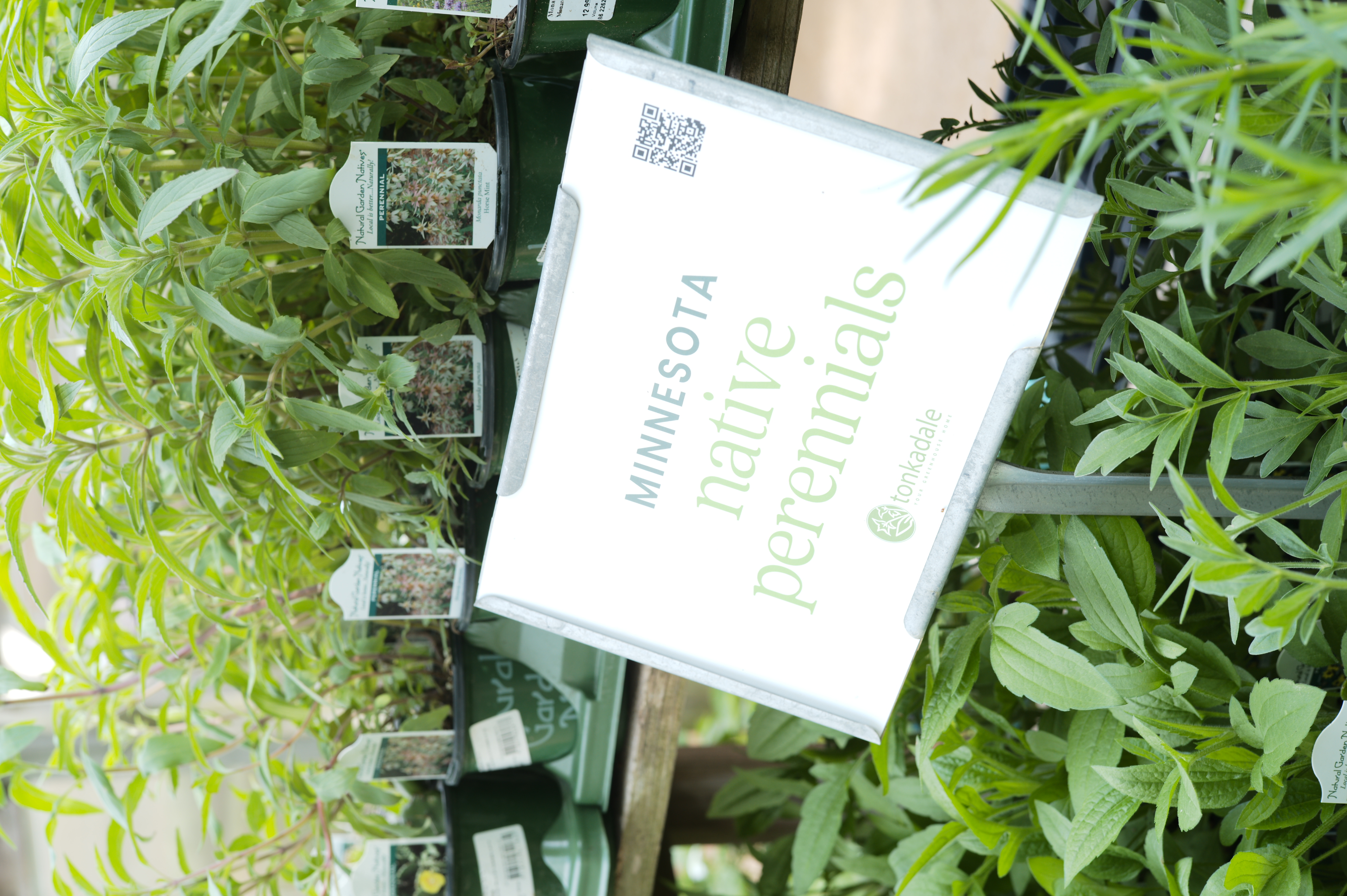 Minnesota Native Perennials - Tonkadale