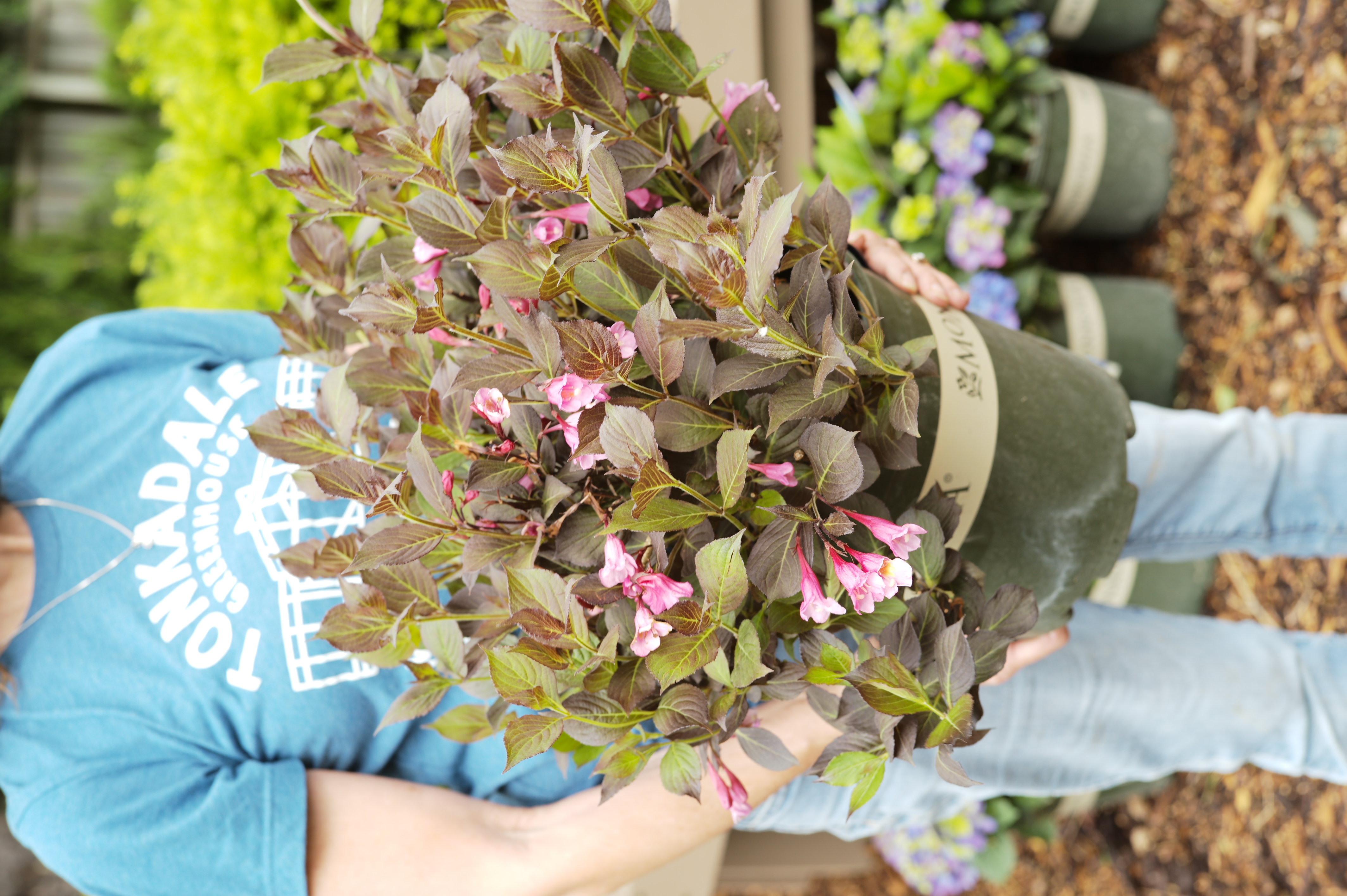 Shrub Spotlight - Tonkadale