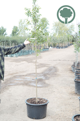 Custom Order - Blue Beech (American Hornbeam) - 10 gal - Tonkadale